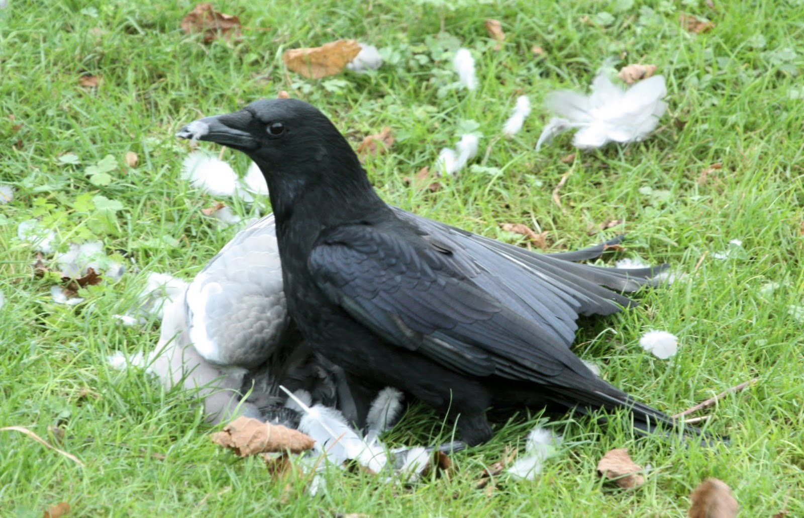 Crow takes a Wood Pigeon
