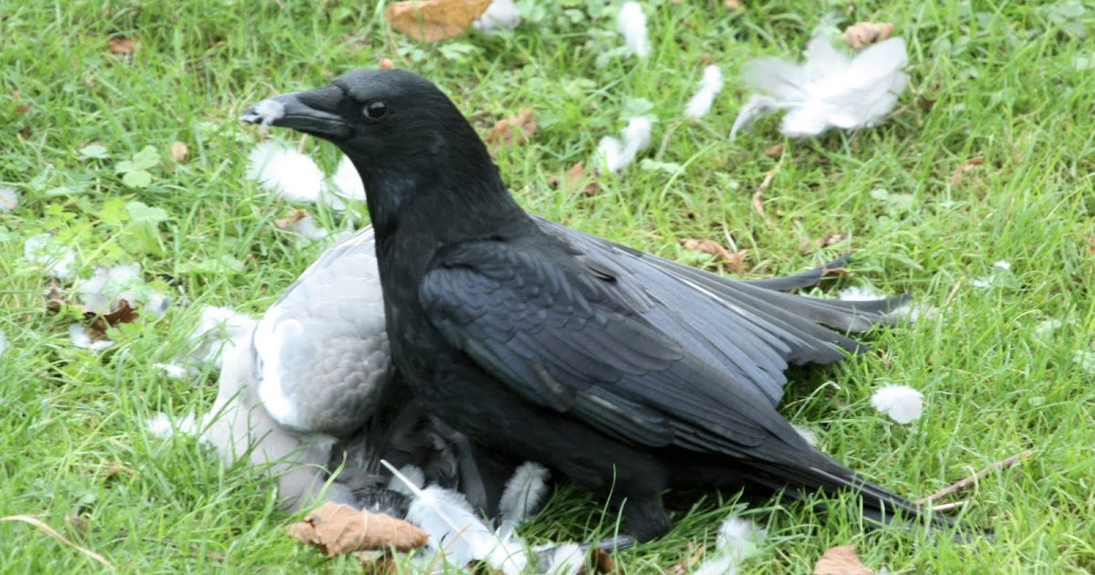 Crow takes a Wood Pigeon