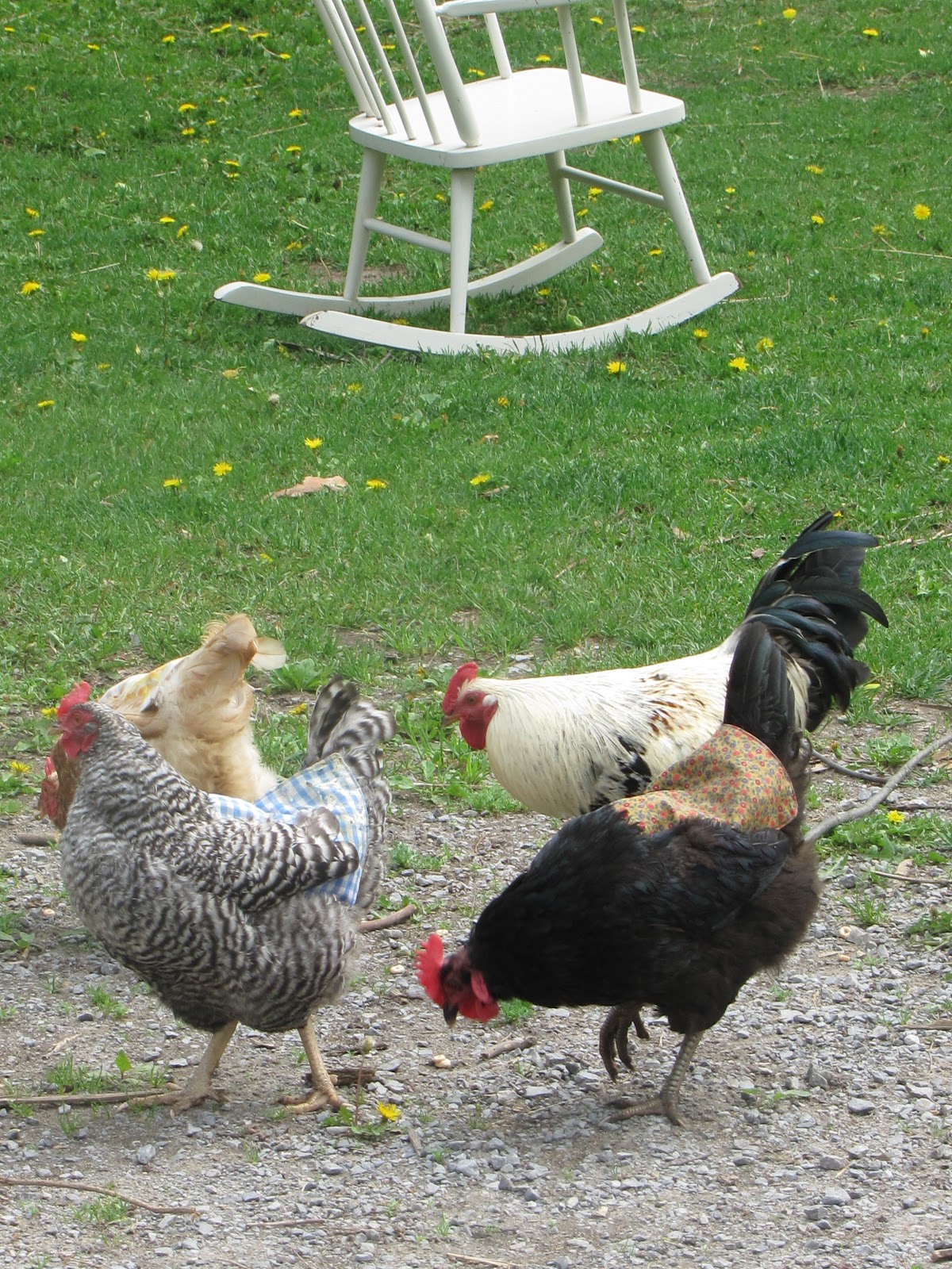 Woodsmoke And Wool: Chickens!