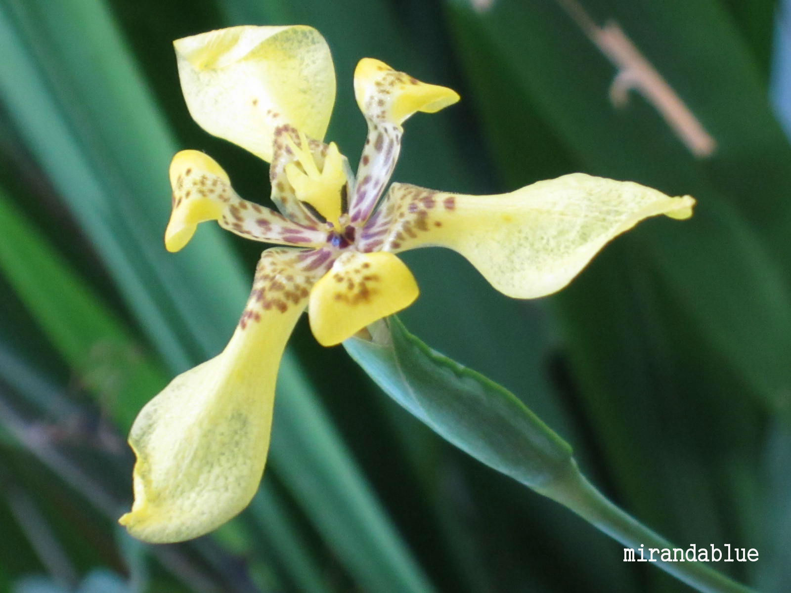 Live in the Moment: Yellow Walking Iris
