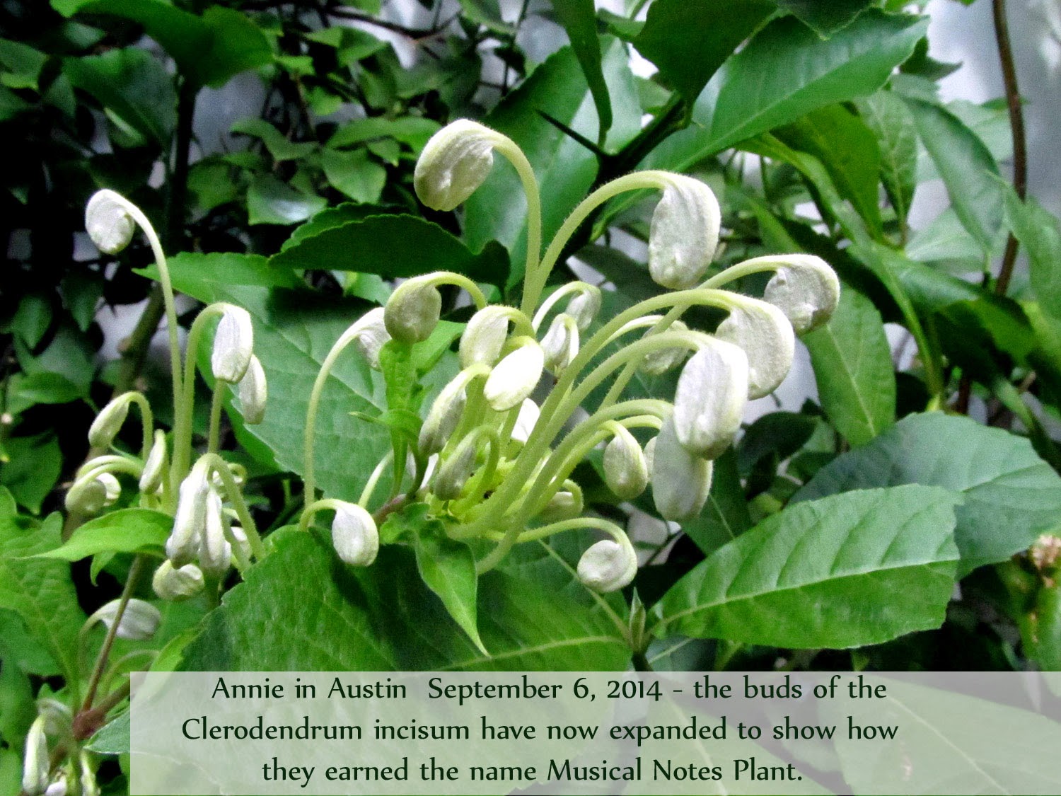 The Transplantable Rose: Clerodendrum incisa - the Musical Notes Plant