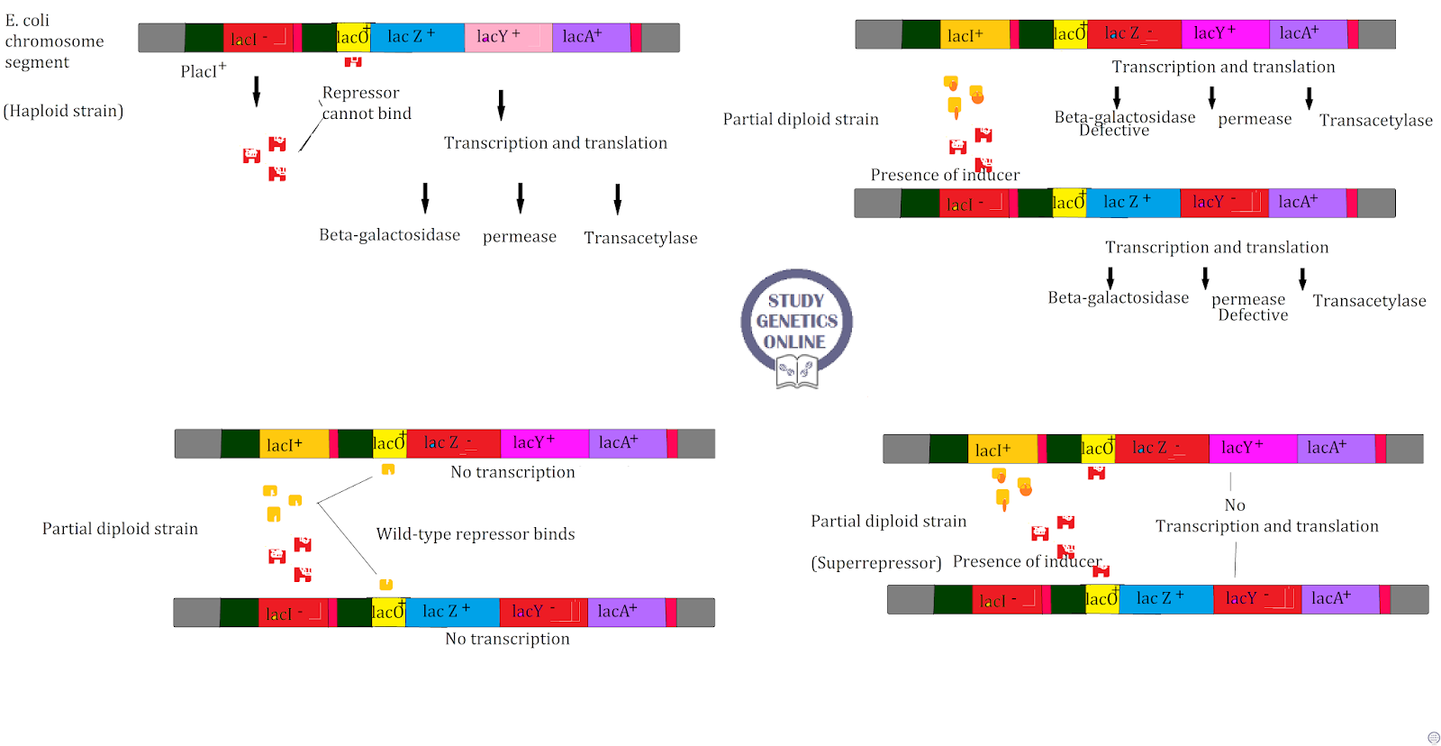 Study Genetics Online: Lac operon