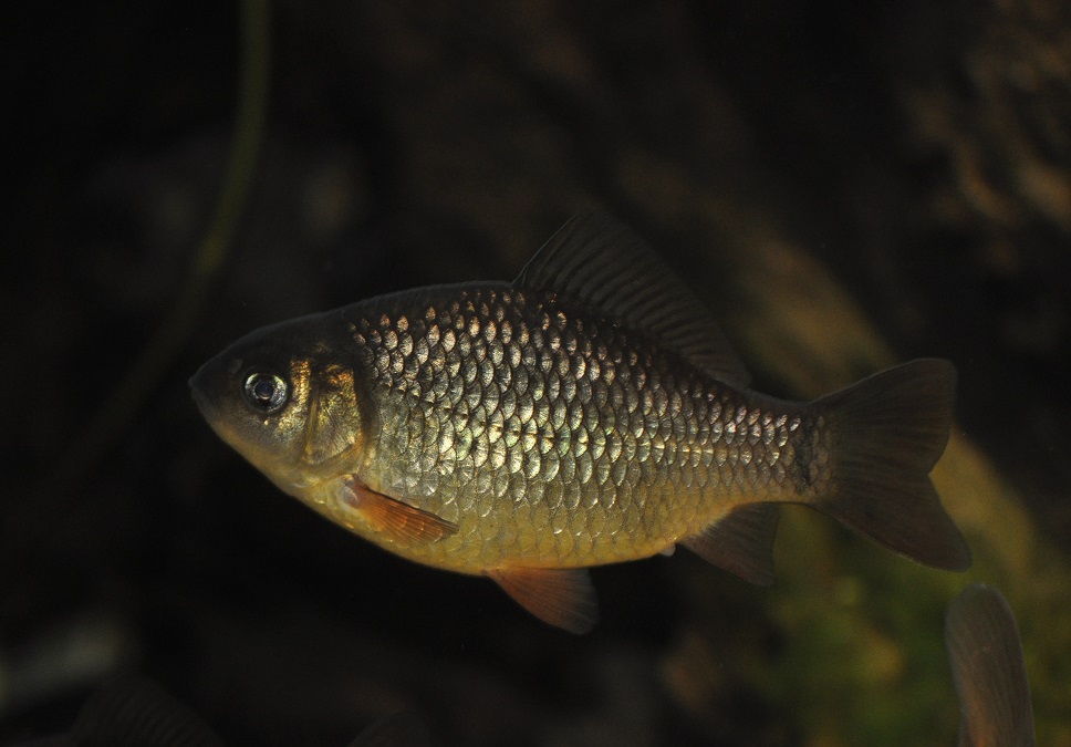 ZOOTOGRAFIANDO (6.096 ANIMALS): CARPÍN / CRUCIAN CARP (Carassius carassius)