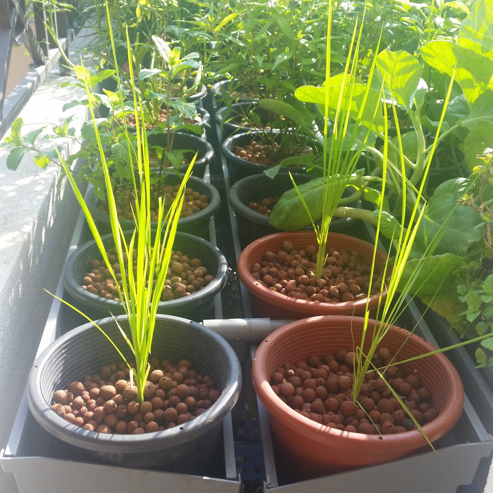 Affnan's Aquaponics: My Rice Trial in Aquaponics