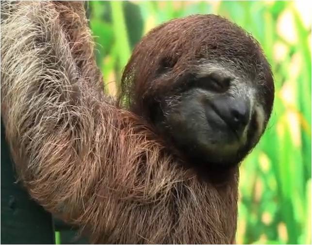 Meet the Sloths | The Ark In Space