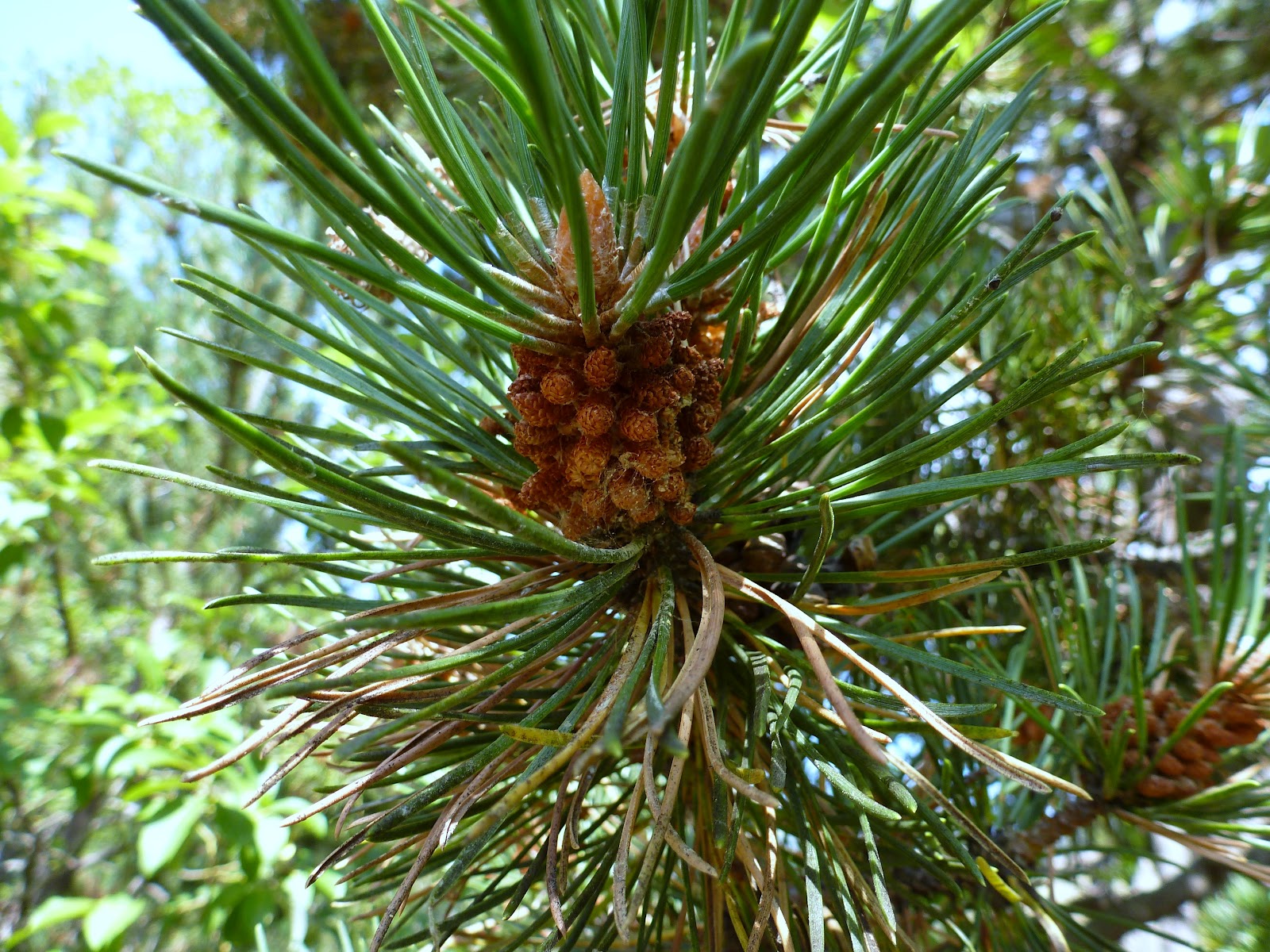 Árboles con alma: Pino negro. Pi negre. (Pinus uncinata)