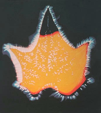 Reforestation and the Medicinal Uses of Trees -Liliana Usvat Research ...