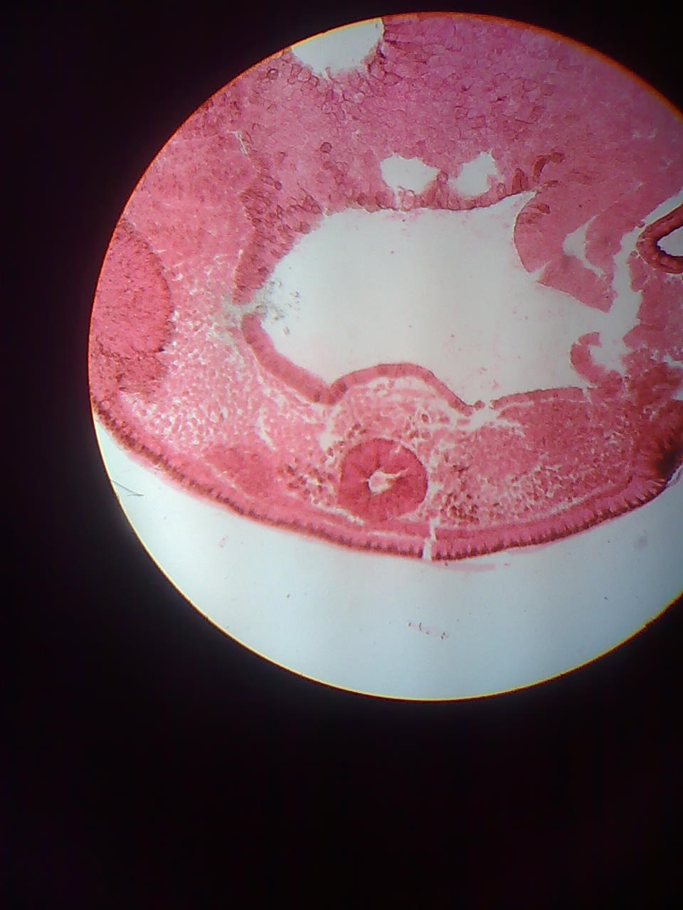 masita's blog: Praktikum Embriologi Hewan Sesion 1