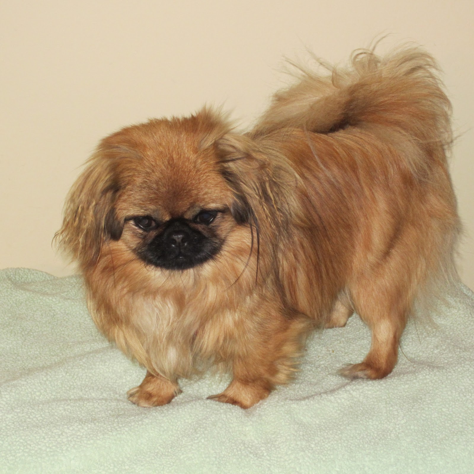 Cushings Disease in Dogs