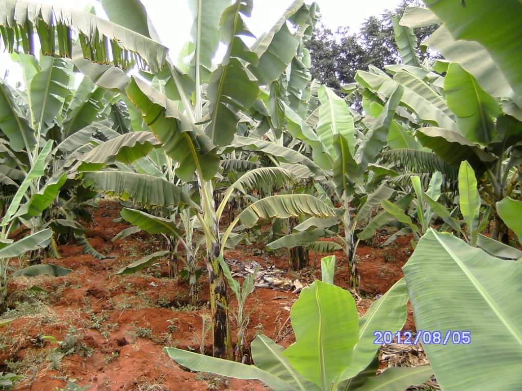 Babati wanufaika na Kilimo cha Migomba | Kisima cha Habari