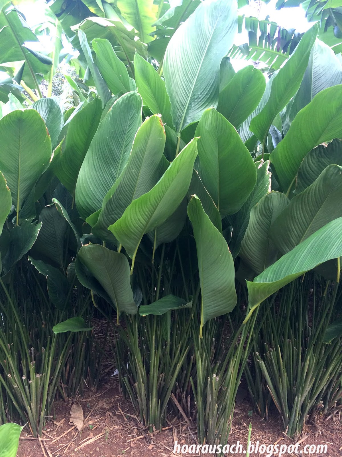 Cách ứng dụng cây Dong Lá làm cảnh