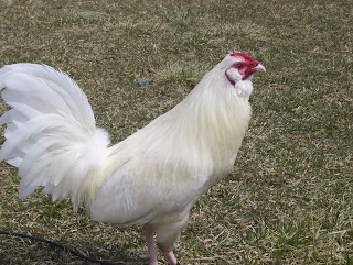 Breed Savers: Standard Old English Game Fowl