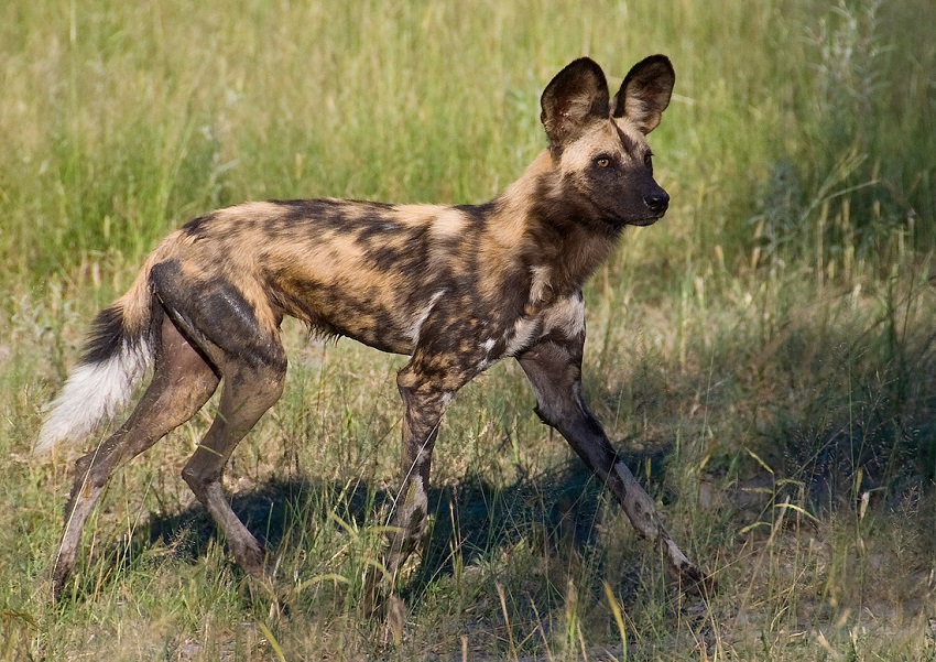 TVL: ANIMAL DA SEMANA - Mabeco
