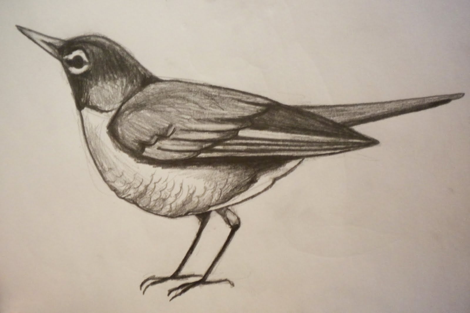 Pointsies: Robin Doodle