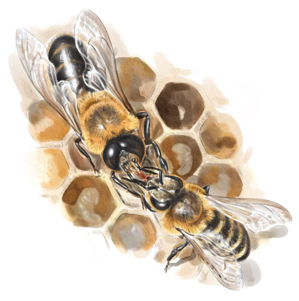 Corona Apicultores: LOS ZANGANOS