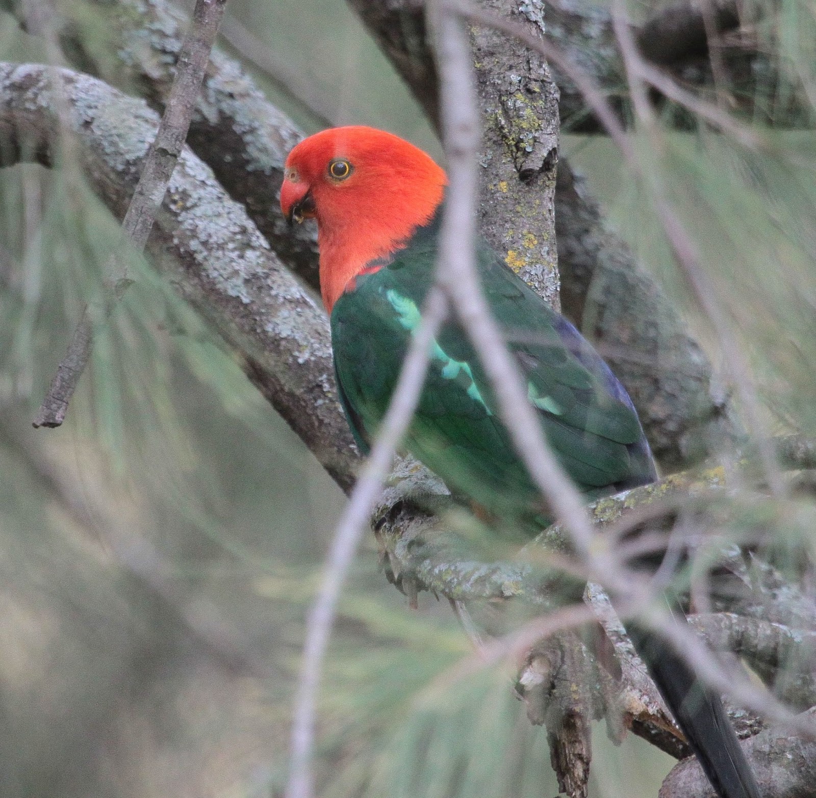 Richard Waring's Birds of Australia: Wee Jasper NSW Birds Part 1 ...