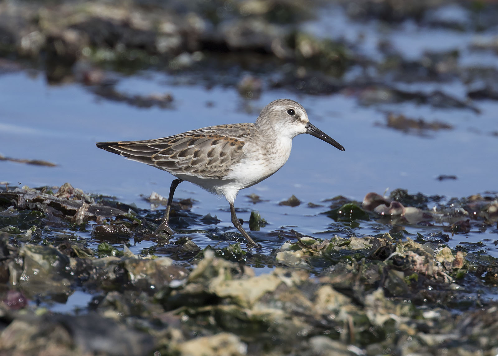 pewit: juvenile Western Sandpipers