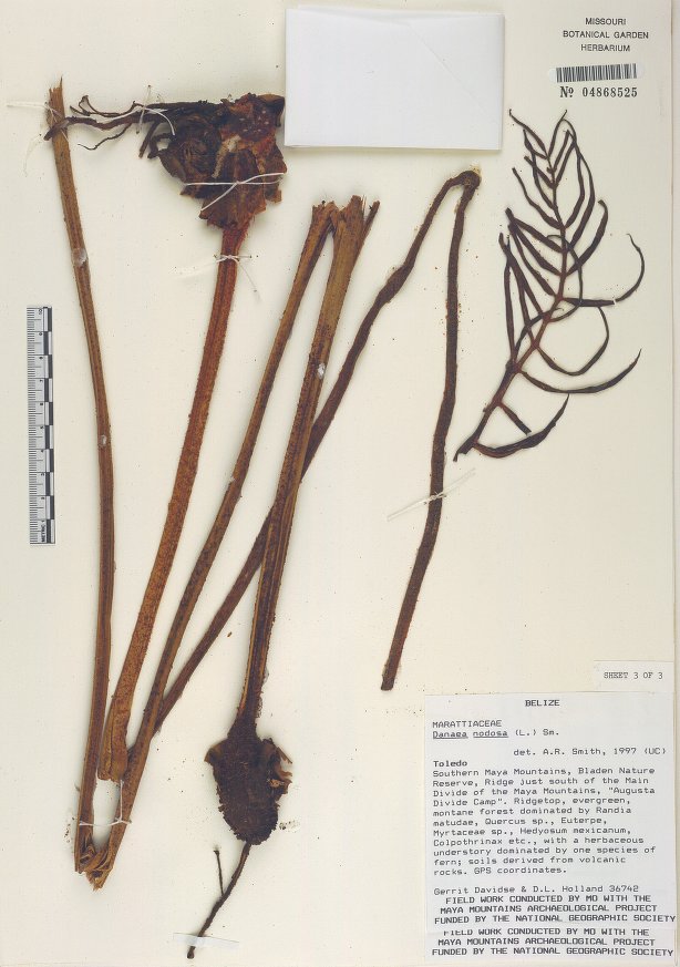 FAMILIA DE HELECHOS EN PUERTO RICO: MARATTIACEAE DANAEA