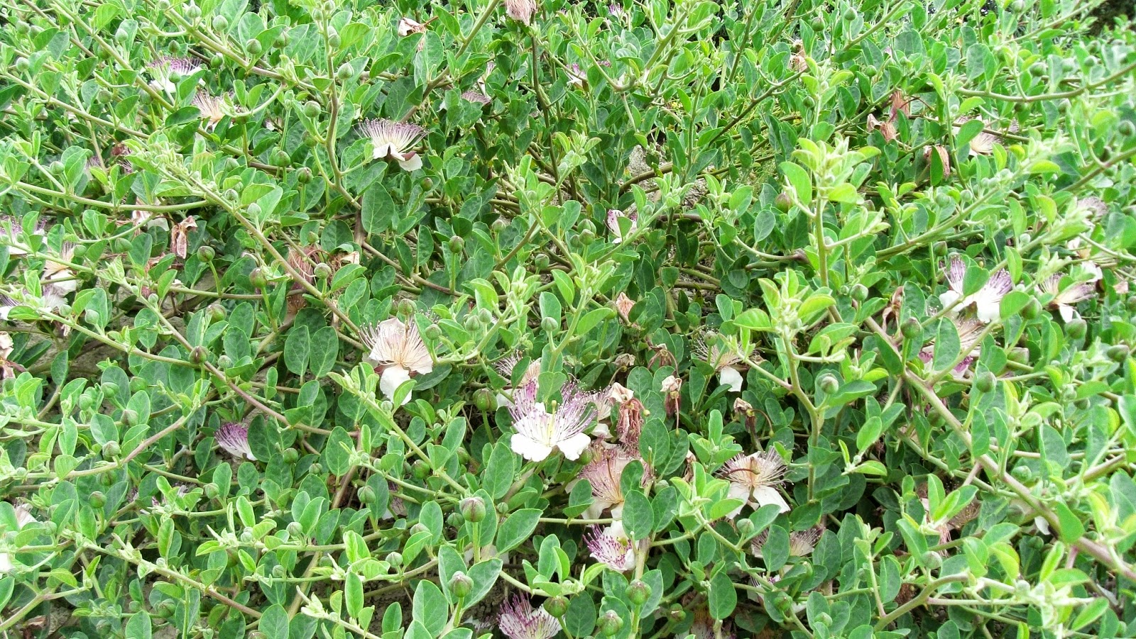 A walk in the park | The Flexible Chef