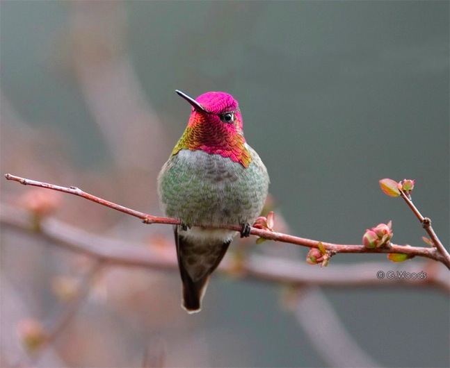 Gavilan Hills Blog: Anna's Hummingbird
