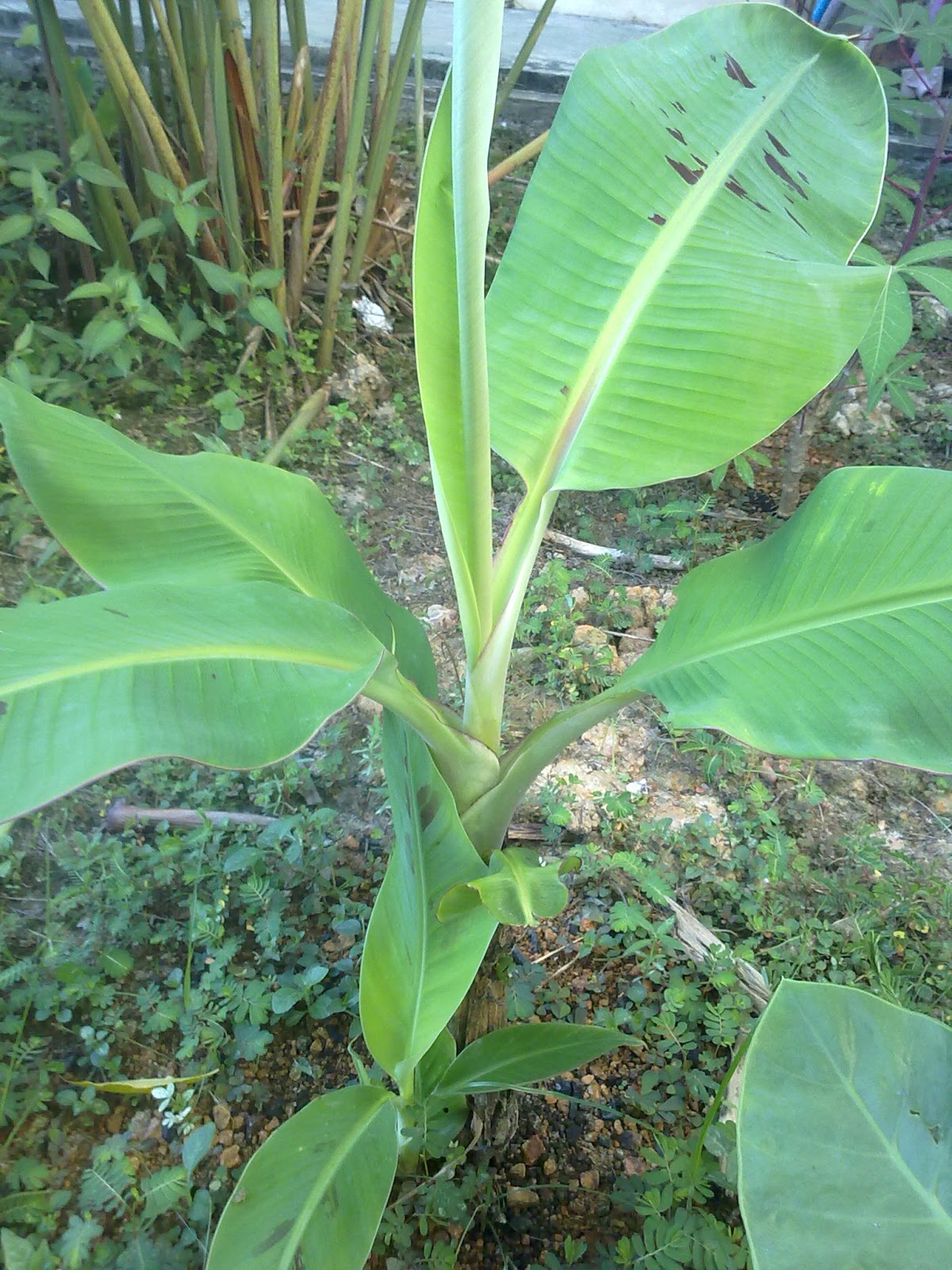 gardening is our passion: PISANG....pokok serba guna
