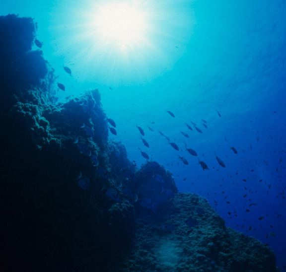 Pengertian Zona Abisal Lengkap √ - VIUMANGA