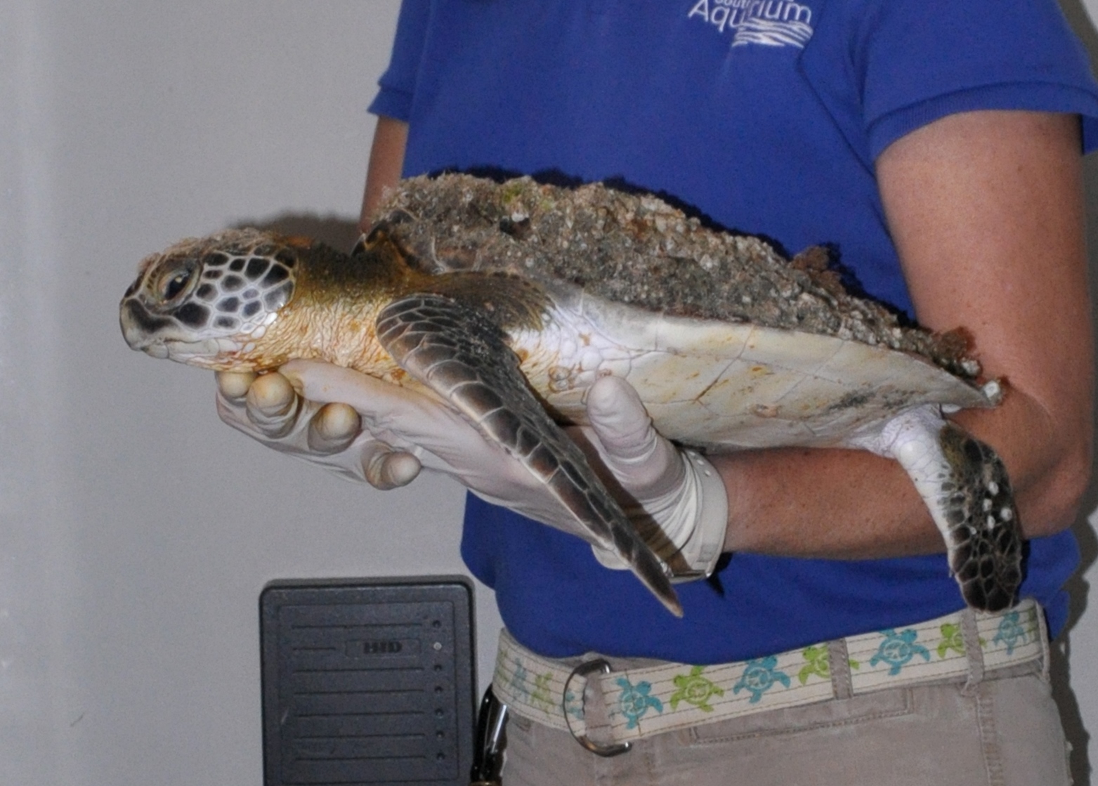 Sea Turtle Hospital: Three Sea Turtles Being Released July 31st!