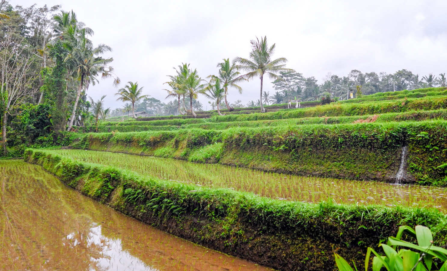 Eat Drink KL | Breakfast: Sandat Glamping Tents @ Ubud, Bali