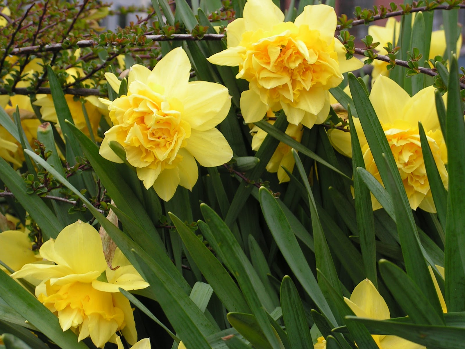 Daffodils