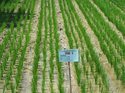 SYSTEM TANAM PADI JAJAR LEGOWO - Panduan Teknis Budidaya