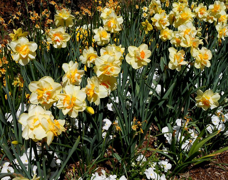 My Virtual Garden: Ginter Garden