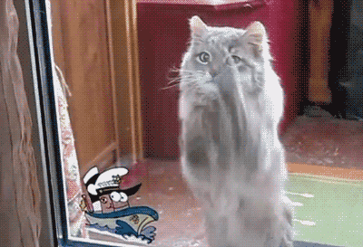 Here's 24 Cute Funny Excited Cats Having Fun and Going Crazy - Purrfect ...