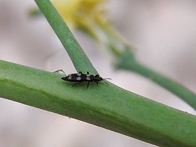 VILLENATURA: Aeolothrips sp.
