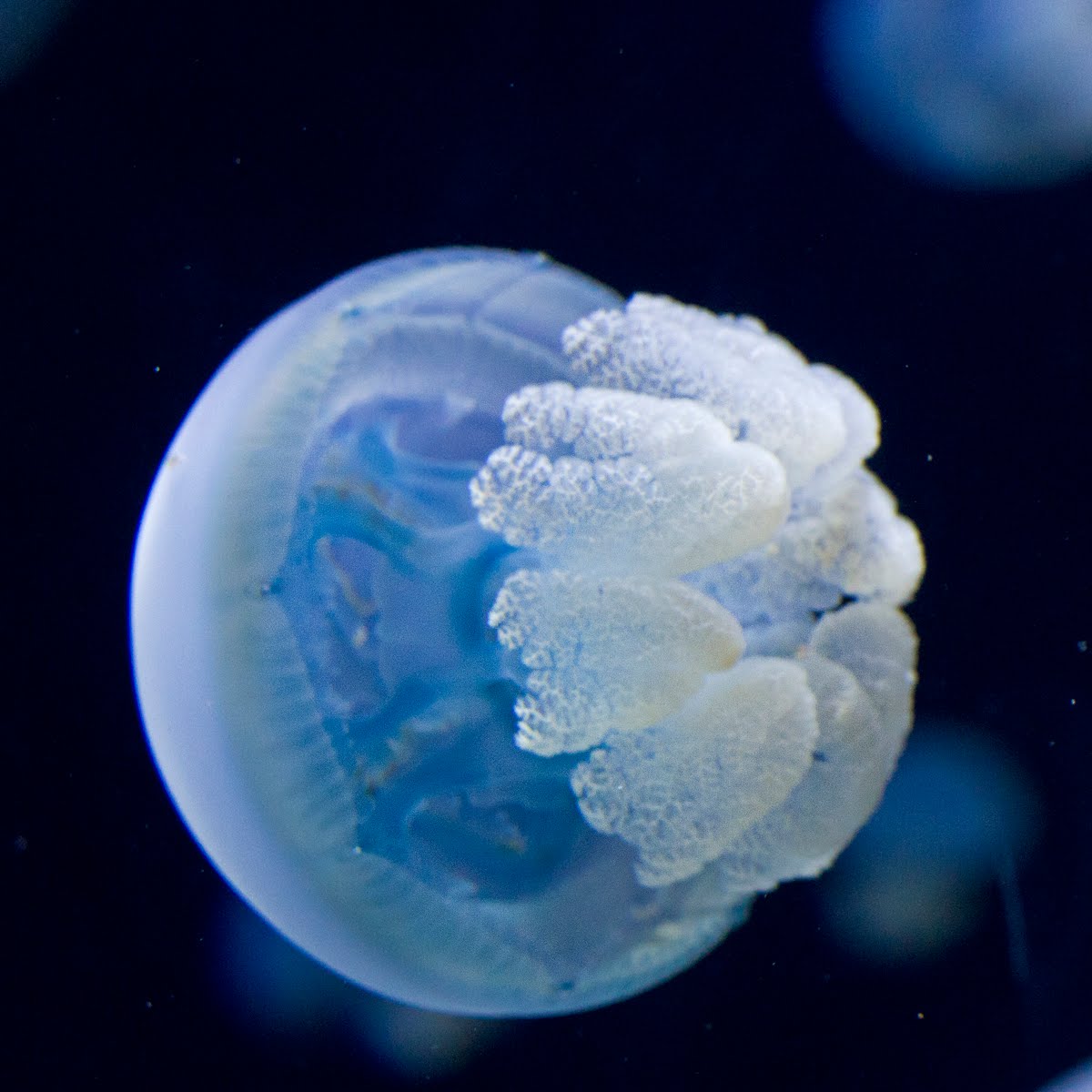 White Mountain Photography News: Jelly Jumble