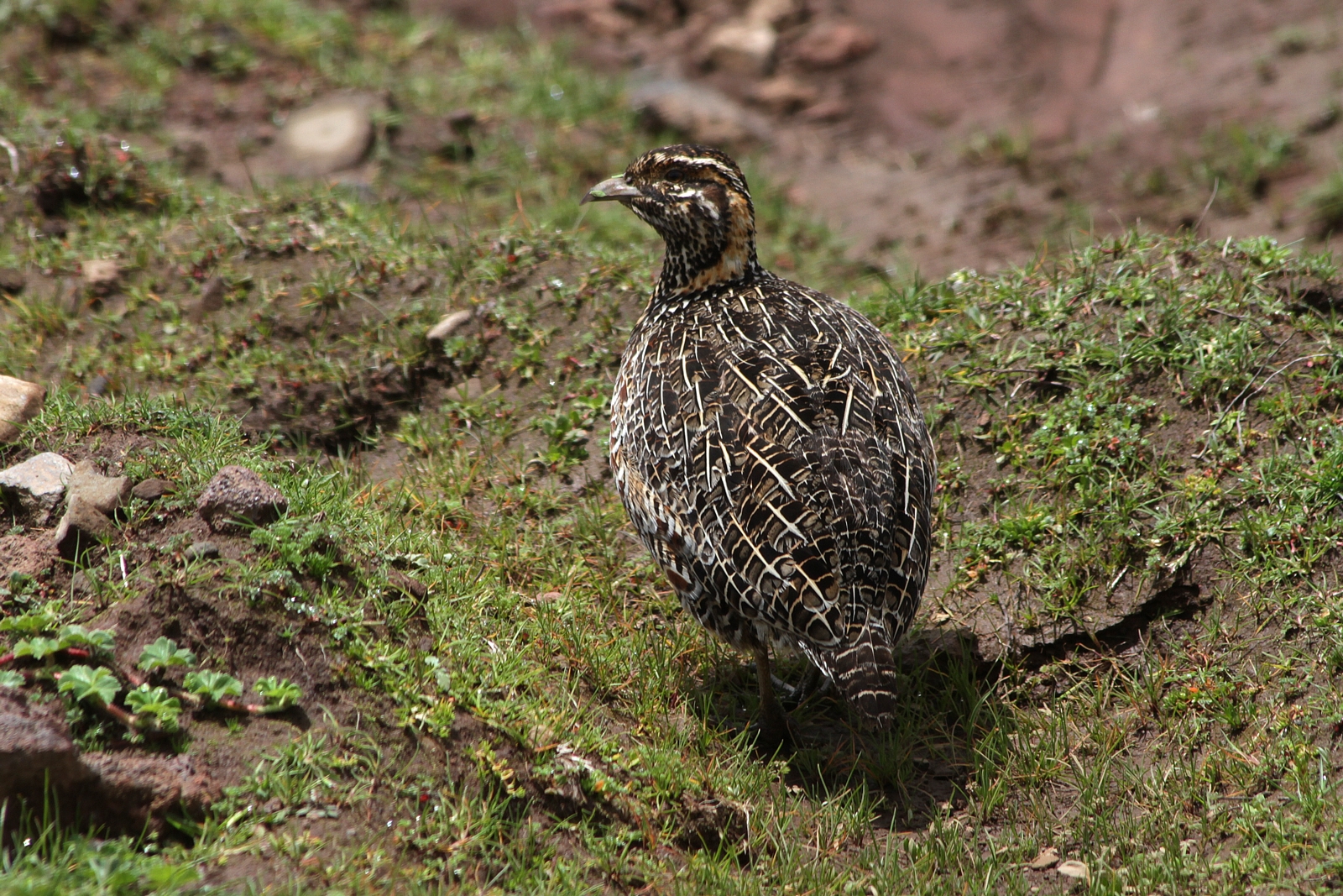 Dam nature: Francolin montagnard - Moorland Francolin