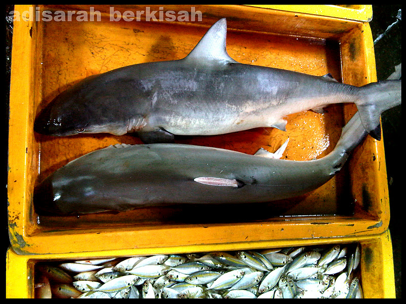 adisarah berkisah: Merenung mata ke mata jerung Terumbu Australia