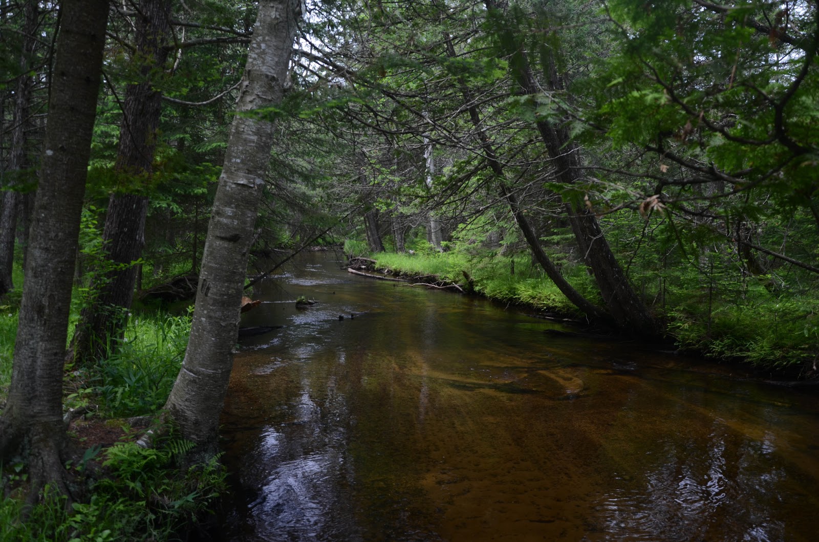 Photography by Christopher List: Rifle River Recreation Area