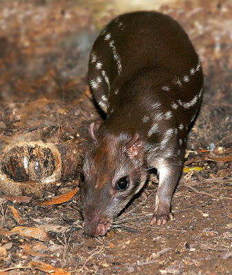 AcademicEspeciesNoTradicionales: Guartinaja ( Agouti paca) - Imágenes