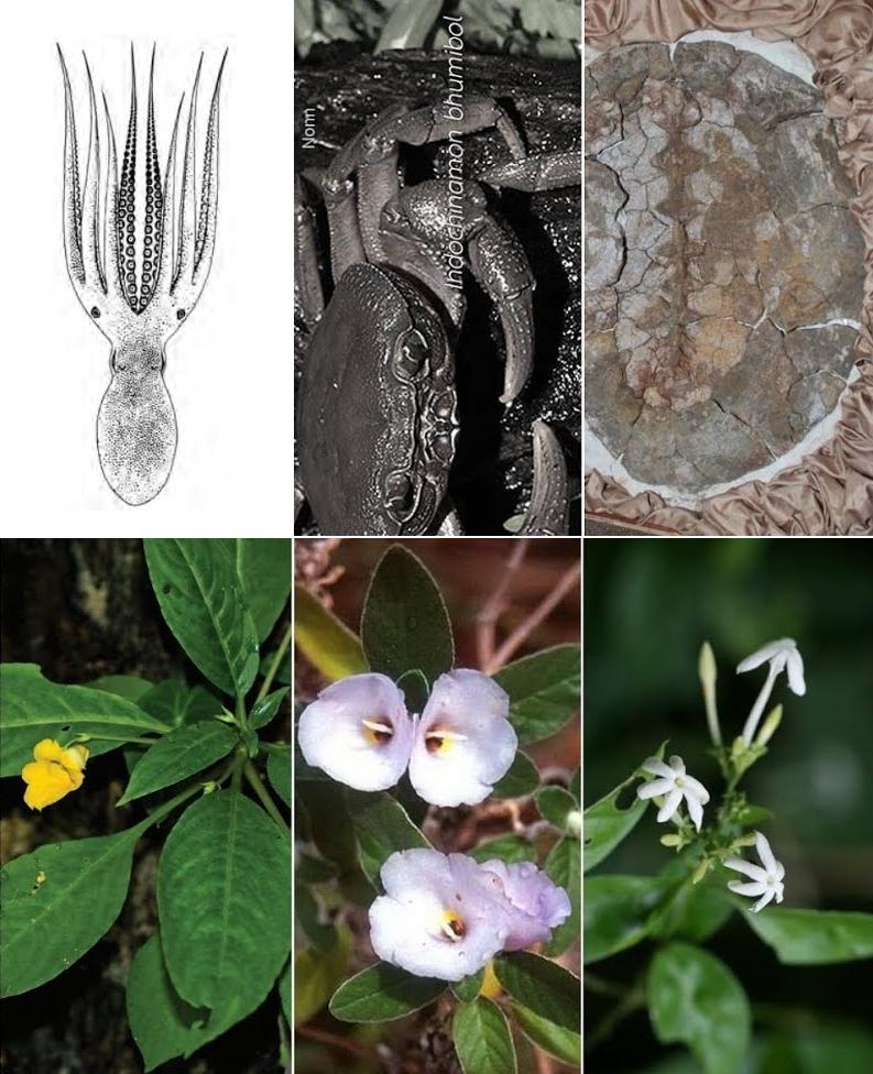 Species New to Science: In Memoriam: King Bhumibol Adulyadej, 1927-2016 ...