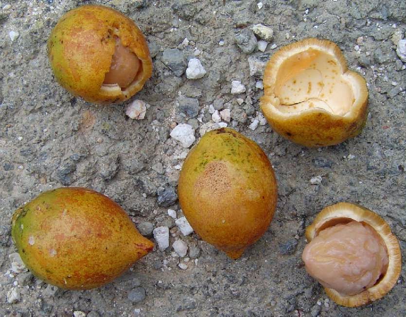 Pitomba - Mellicocus oliviformis (antiga Talisia intermedia)