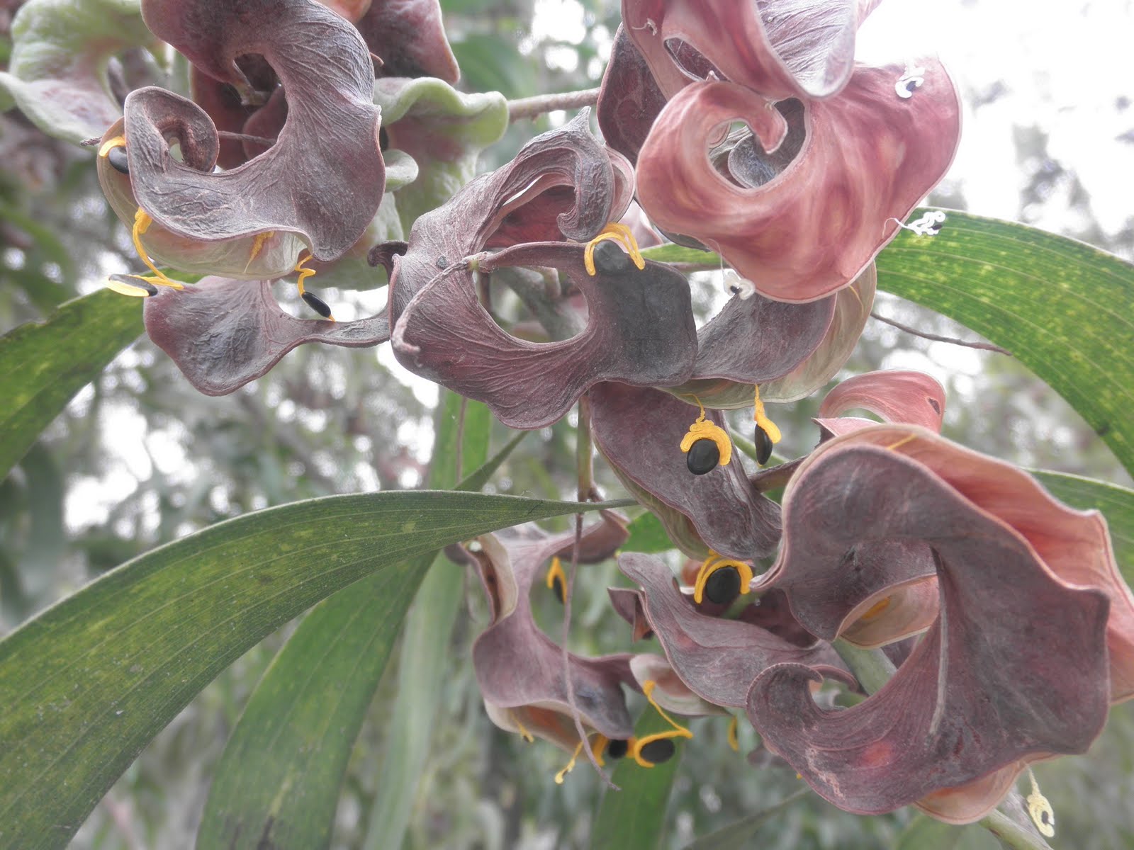 Earpod Wattle:Acacia auriculiformis