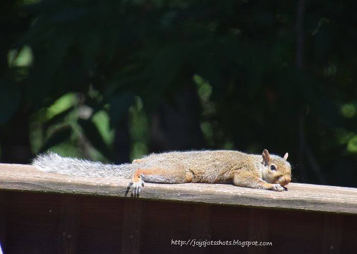 Joy's Jots, Shots & Whatnots: Fri Foto- Sun Tanning Squirrel