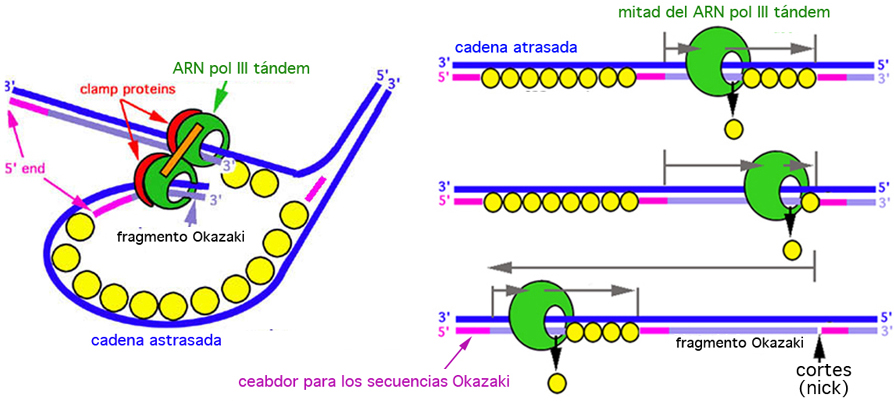 El-Biologo-Confundido: 4.2 REPLICACION DEL ADN EN EUCARIONTES