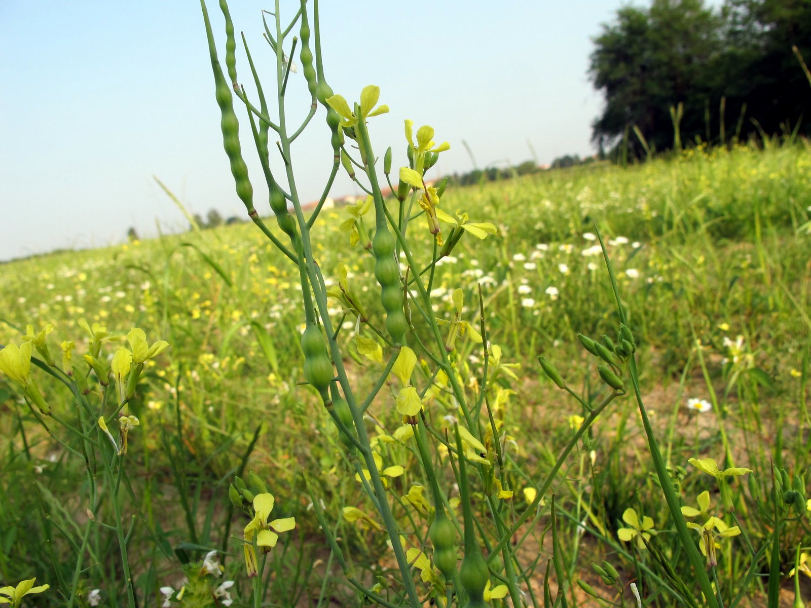 FLORA NEL SALENTO e.. anche altrove: Raphanus raphanistrum L. subsp ...
