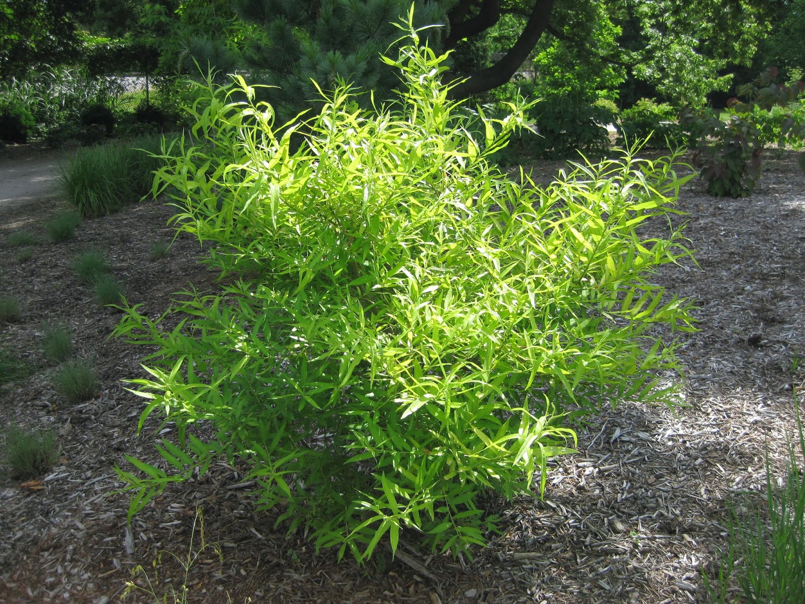 Rotary Botanical Gardens - Hort Blog: Golden Shrubberies