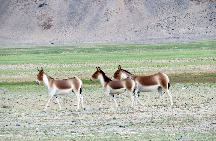 Just About Everything: Wildlife of Ladakh - Animals & Birds of Ladakh ...