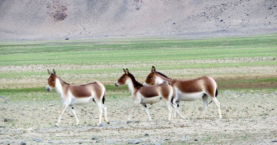 Just About Everything: Wildlife of Ladakh - Animals & Birds of Ladakh ...