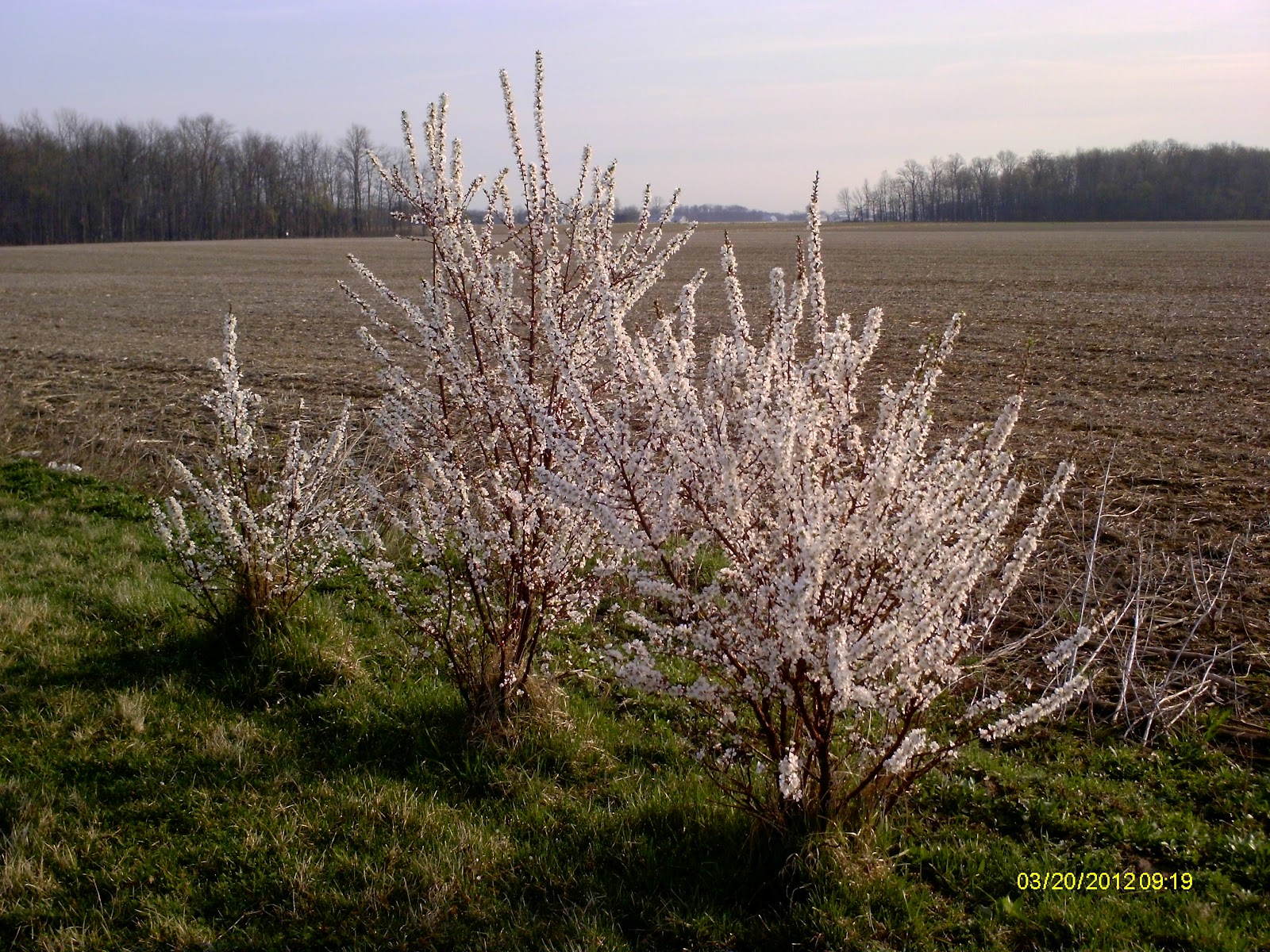 Living Healthy in the Modern World: Nanking Cherries and Pollination