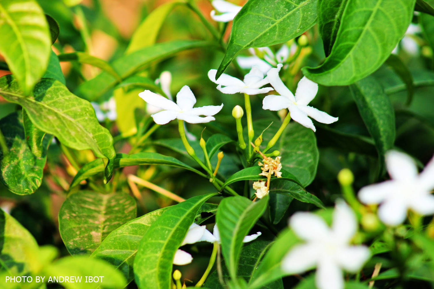Ako si ANDREW IBOT!: Pandakaki-puti ( Tabernaemontana pandacaqui Poir.)