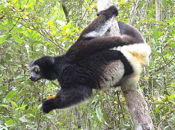 IMÁGENES Y FOTOS DE ANIMALES: Indri
